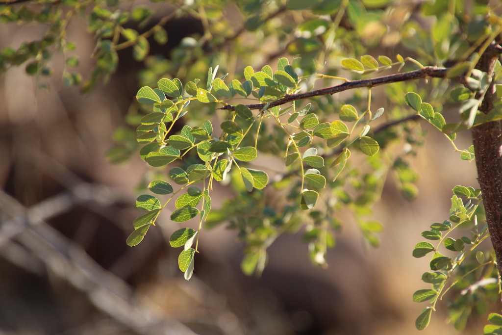 worm-cure false-thorn from Kunene, Namibie on June 12, 2024 at 05:14 PM ...
