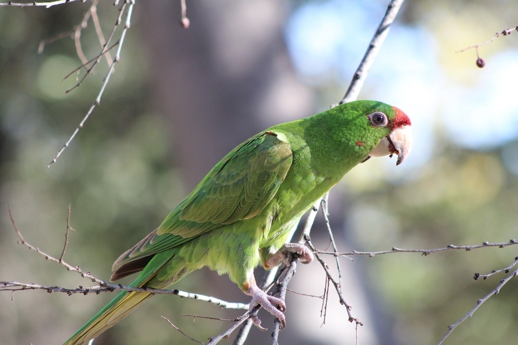 Psittacara Parakeets from Calzada San Pedro, San Pedro Garza García, N ...