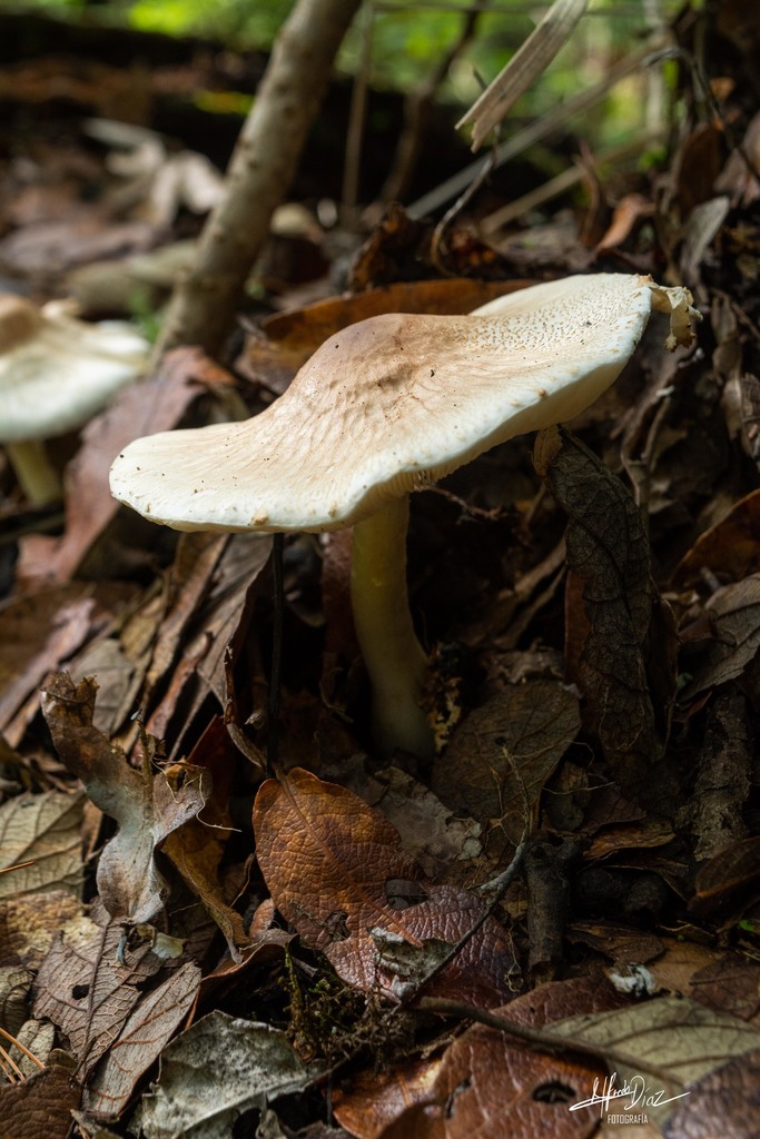 Verrucosporaceae from lagunitas on July 28, 2019 at 11:00 AM by Alfredo ...