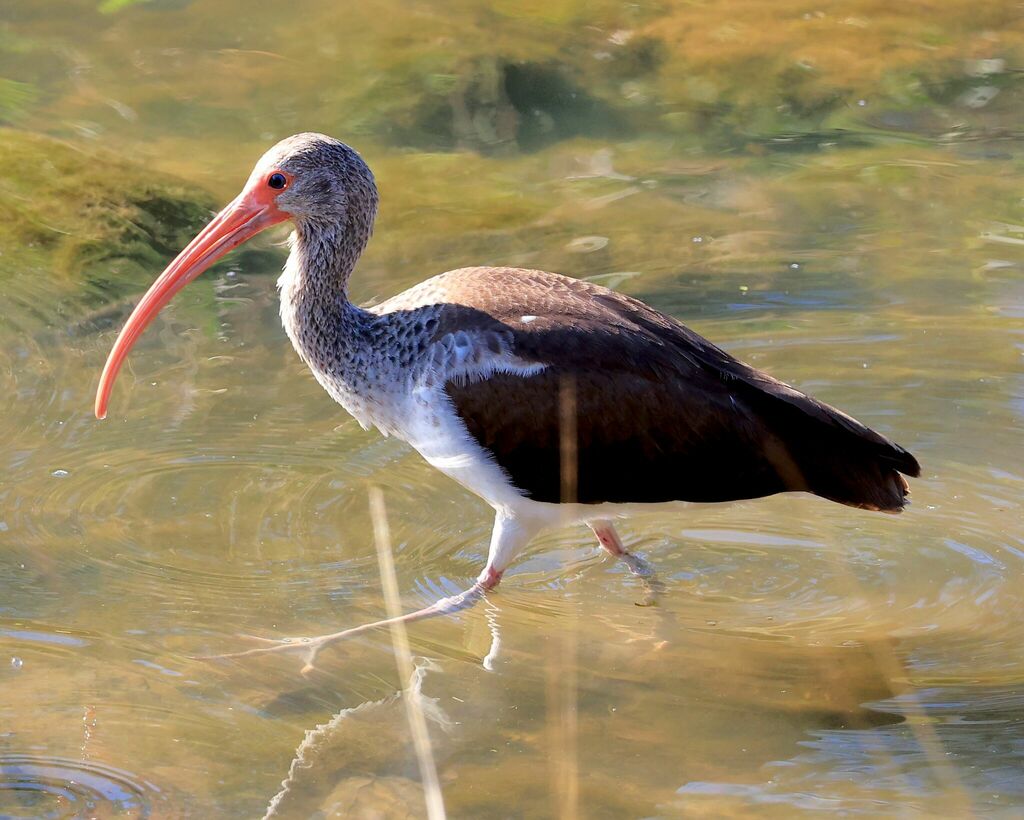 White Ibis from AB Hike and Bike, TX, USA on February 2, 2025 at 10:47 ...