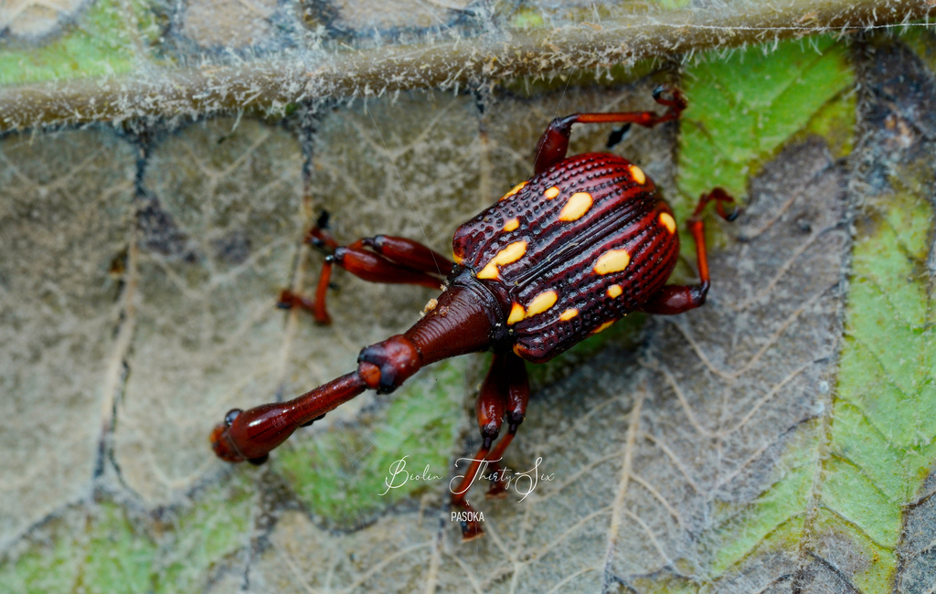 Cycnotrachelus flavotuberosus from 中国云南省德宏傣族景颇族自治州盈江县 on January 22 ...