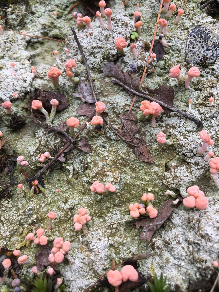 Pink Earth Lichen from Santiago Nuyoó, MX-OA, MX on July 30, 2019 at 01 ...