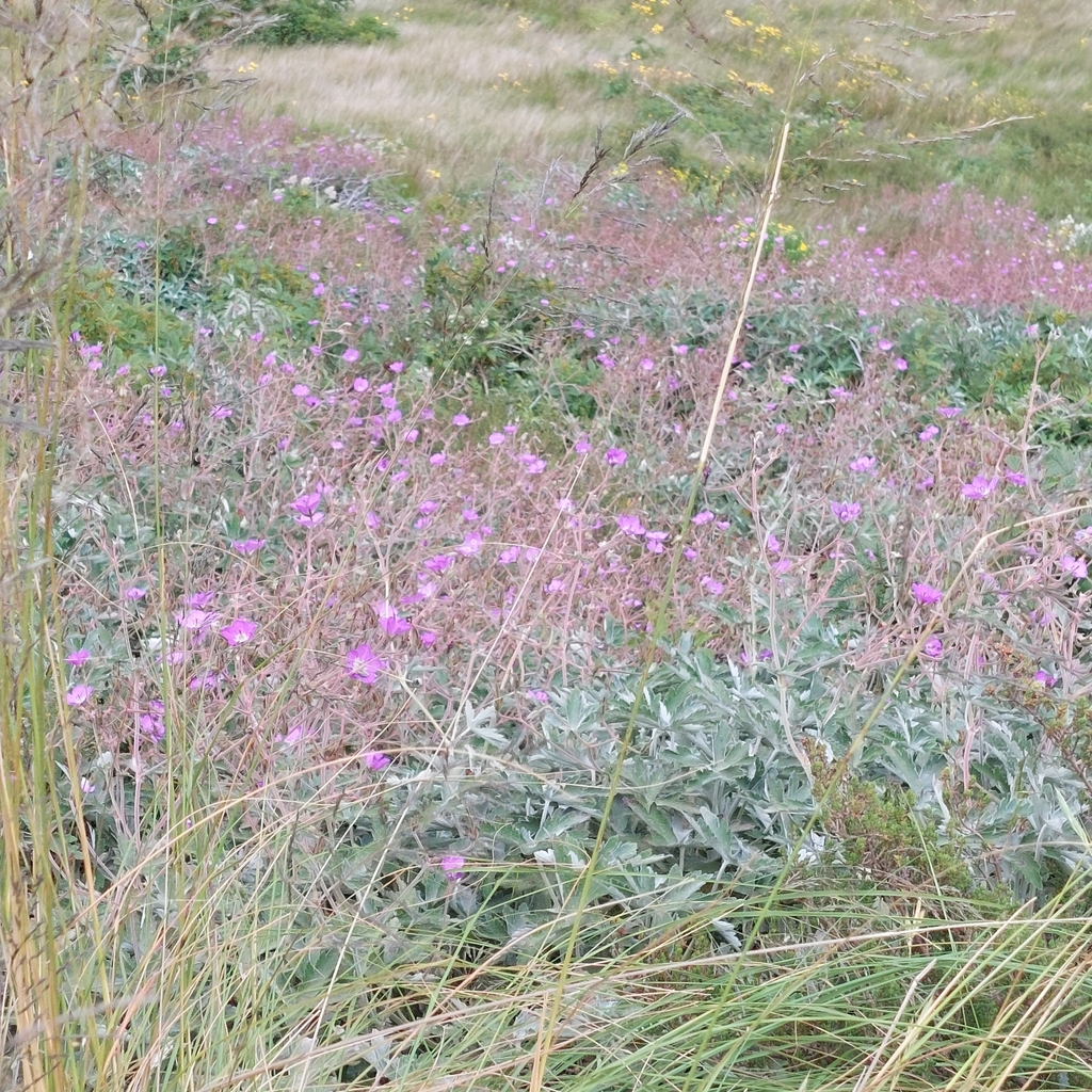 Geranium pulchrum from Sisonke, ZA-NL, ZA on February 2, 2025 at 02:05 ...