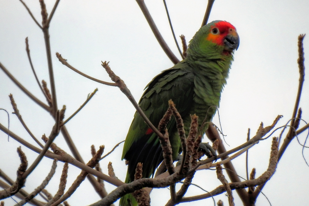 Red-lored Amazon in February 2025 by Juan Vilchis · iNaturalist