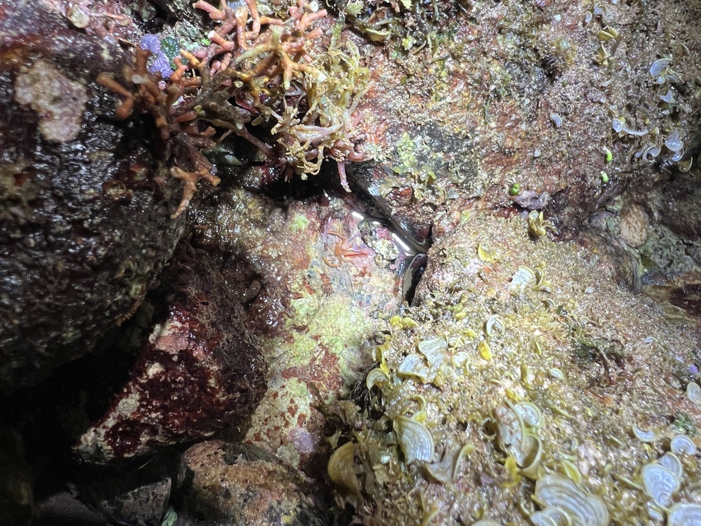 Stenopus earlei in January 2025 by grahamt. Unfortunately was geeking ...