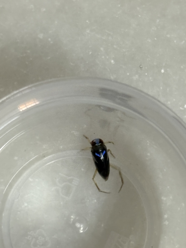 Enithares from Kampung Baru Sungai Kroh, 金宝, 霹雳州, MY on February 3 ...