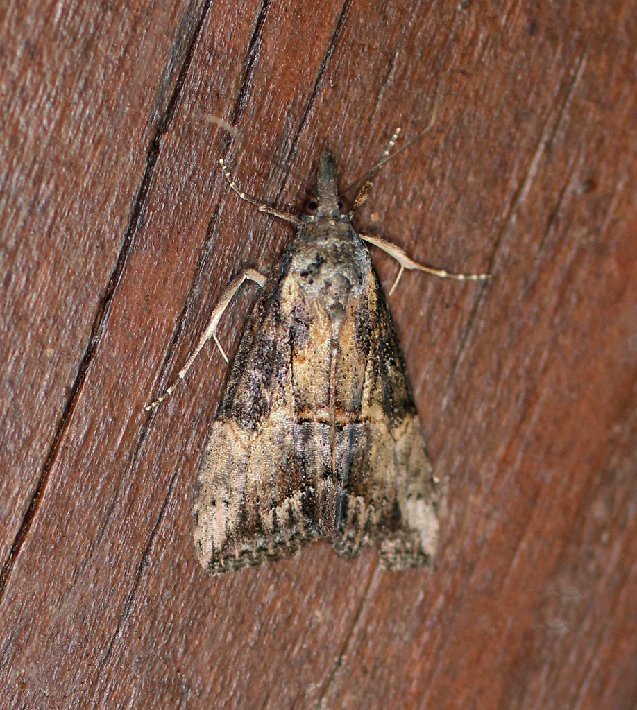 Green Cloverworm Moth from Fentress County, TN, USA on February 3, 2025 ...