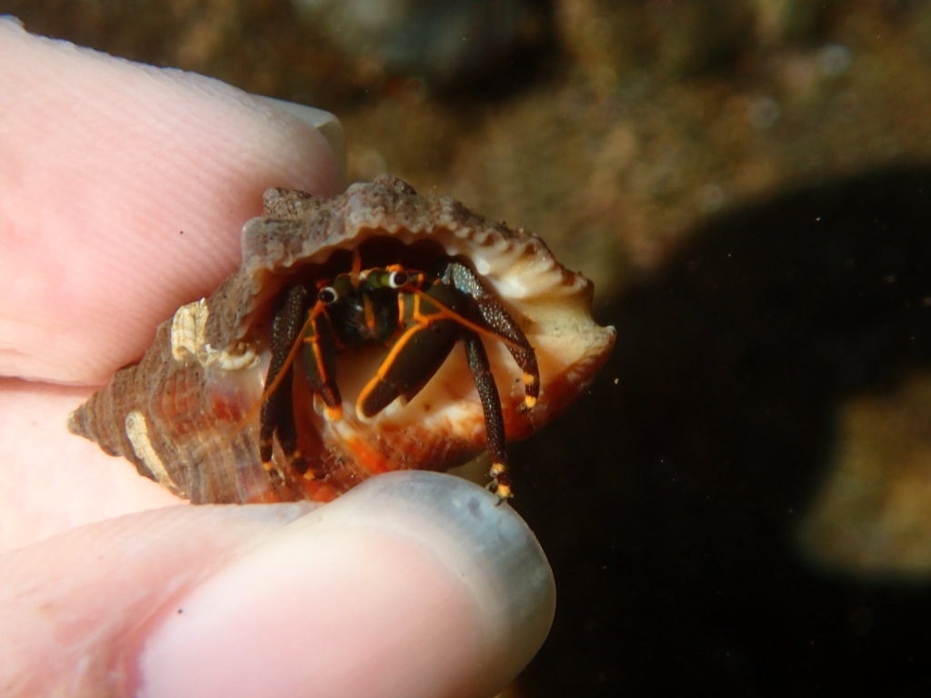 Calcinus obscurus from GC62+JR6, Mizata, El Salvador on December 16 ...