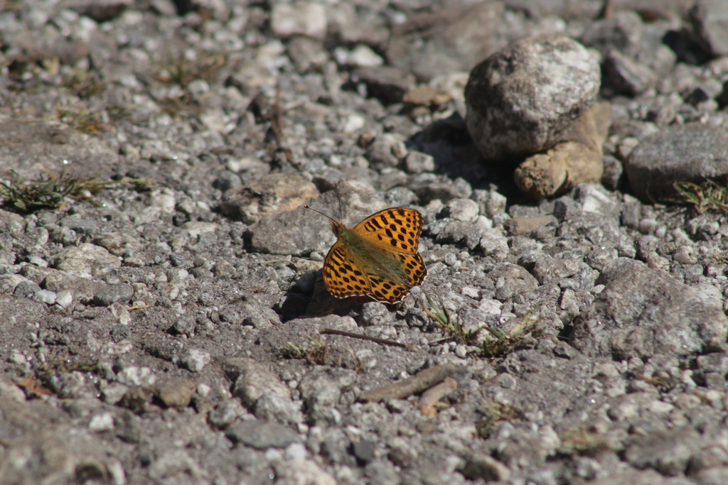 Himalayan Queen Fritillary from Langtang, 45000, Nepal on October 12 ...