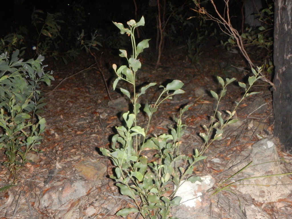 hop bitter-pea from Croajingolong National Park, Mallacoota, VIC, AU on ...
