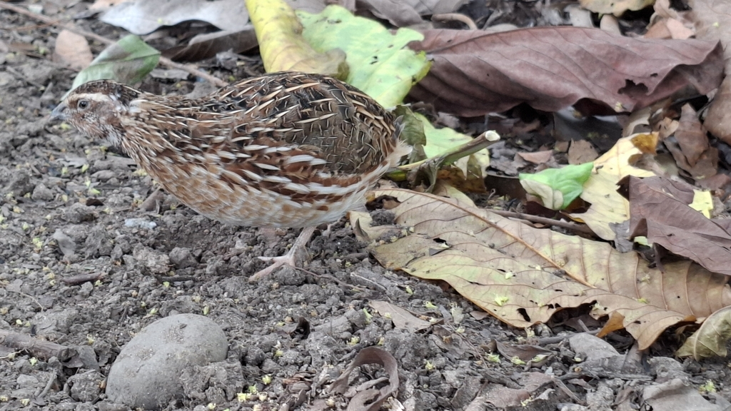 Domestic Quail from Primer Cantón, Chis., México on February 3, 2025 at ...