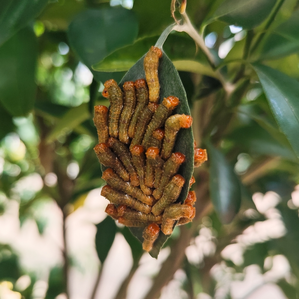 Ruby-spotted Swallowtail from Rua: Romeu Karpinski Rocha número: 3707 ...