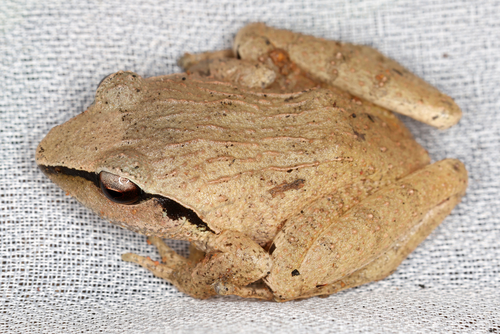 Platymantis from Philippines, Zambales, Tapulao, Lichtfang ...