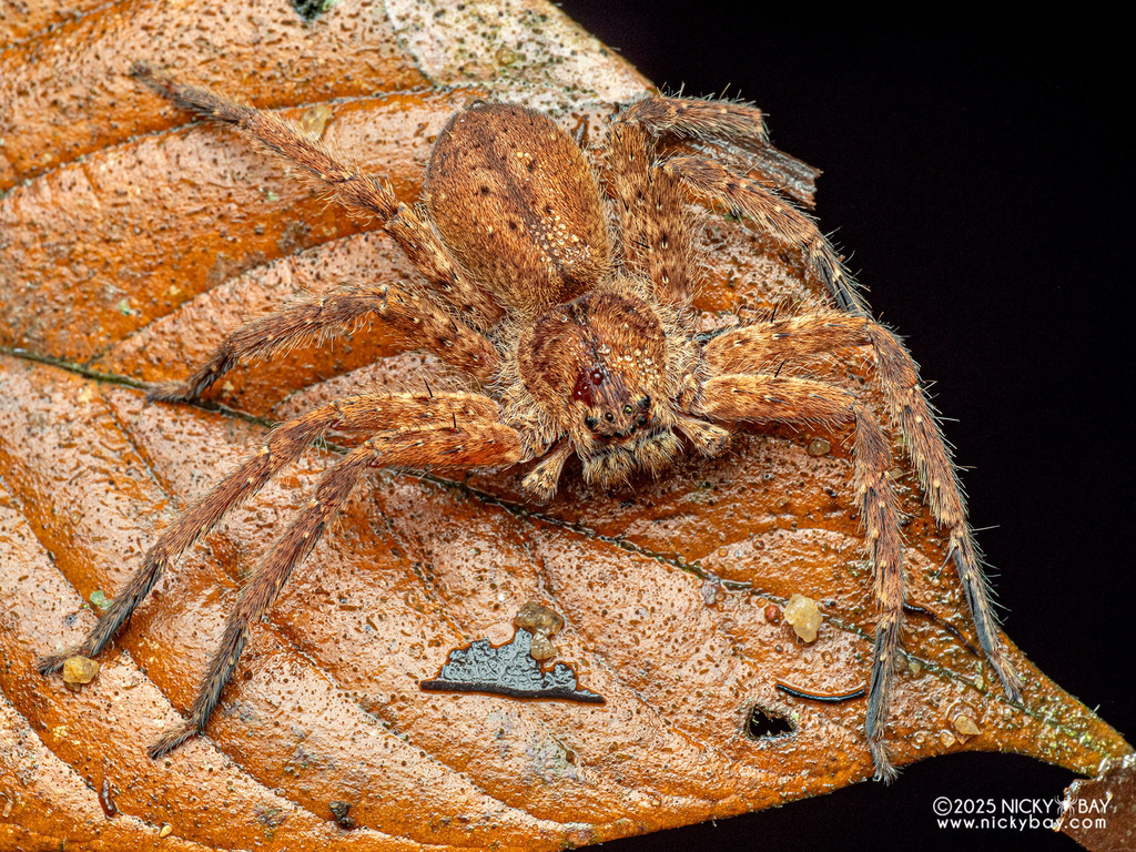 Heteropoda javana from Central Water Catchment, Singapore on January 25 ...