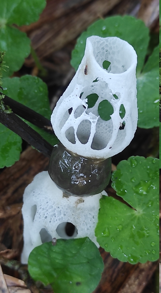 strangled stinkhorn from 5W4P+96C, Ecuador on February 3, 2025 at 10:36 ...