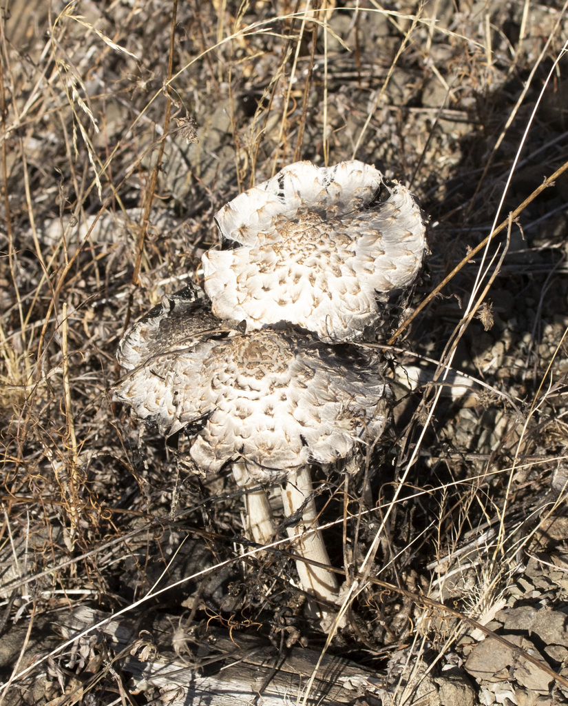 inky caps from Washington County, OR, USA on October 13, 2024 at 03:41 ...