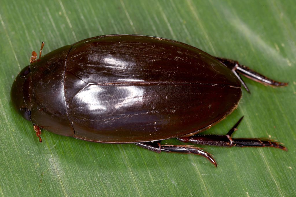 Hydrophilus bilineatus caschmirensis from Philippines, Zambales ...