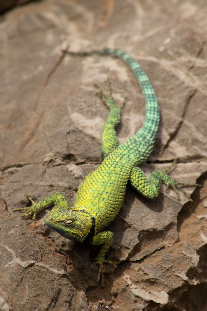 Lagoon Spiny Lizard from 27461 Coah., México on December 4, 2024 at 01: ...