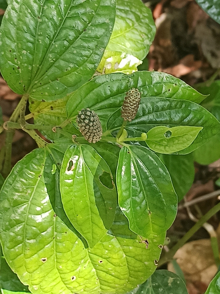 Lolot Pepper from VWJJ+25R, Ruhunupura, Sri Lanka on February 4, 2025 ...