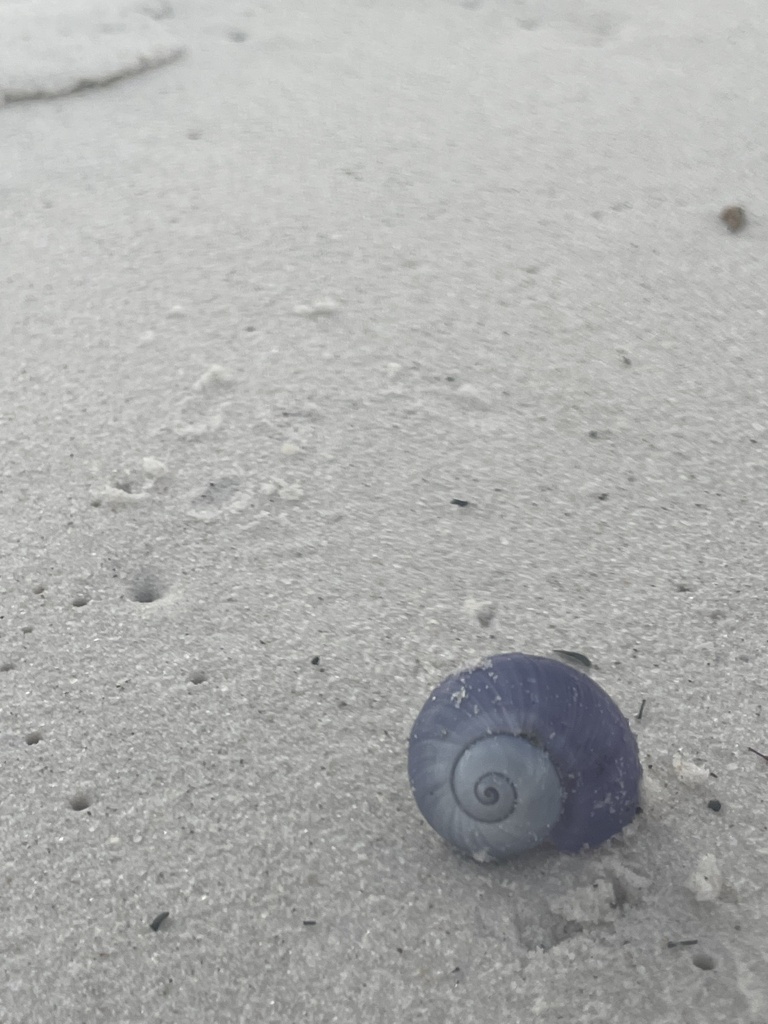 Violet Sea Snail from Back Beach, Bremer Bay, WA, AU on February 4 ...
