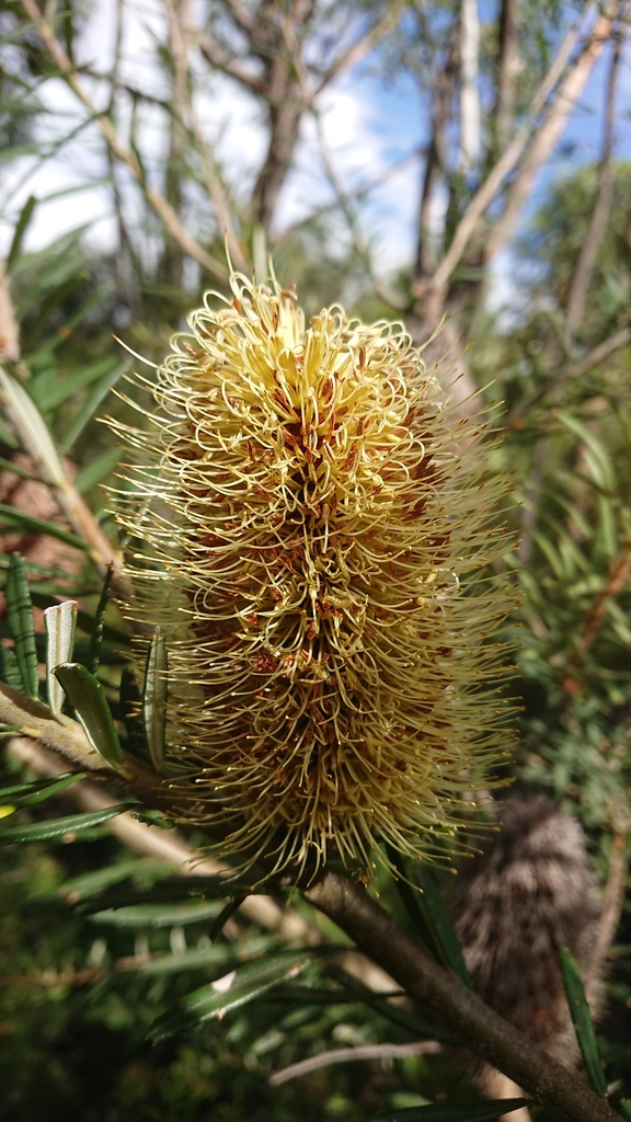 Silver Banksia from Kalymna Falls Campground, Mount William Picnic ...