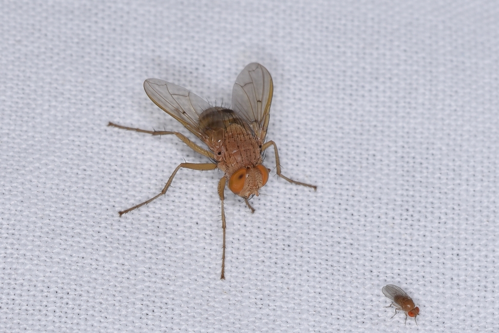 Ormia ochracea from Bávaro, 23000 Punta Cana, Dominican Republic on ...