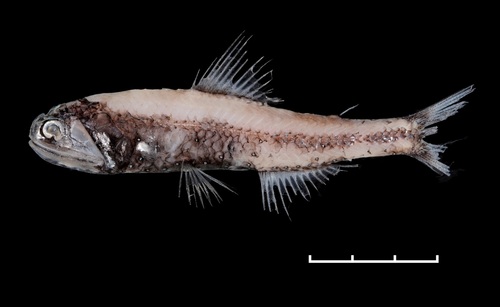 Linternilla espléndida (Diaphus splendidus)