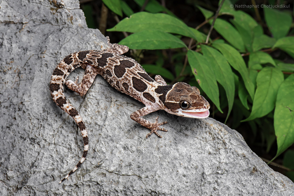 Angled Forest Gecko in October 2024 by Natthaphat Chotjuckdikul ...