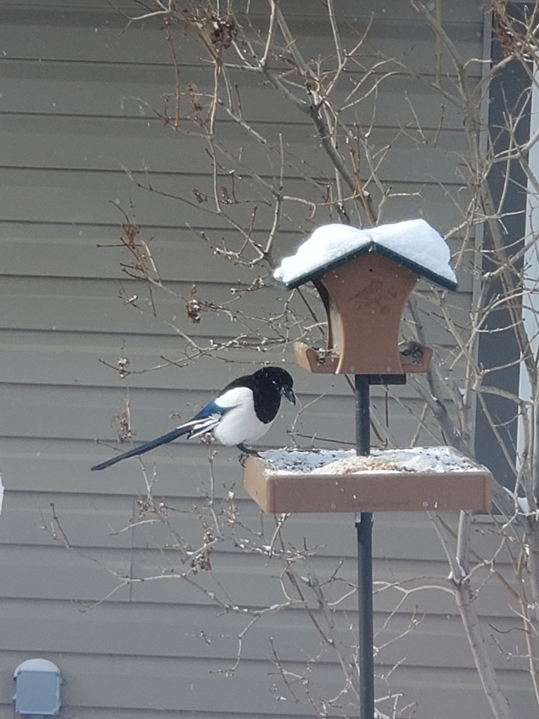 Black-billed Magpie from Edmonton, AB T6T 1Z9, Canada on February 4 ...