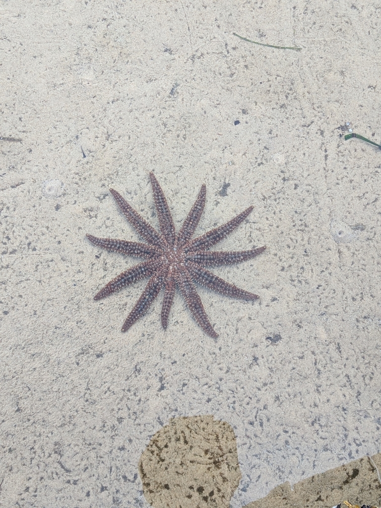 Eleven-armed Sea Star from Merimbula NSW 2548, Australia on February 5 ...