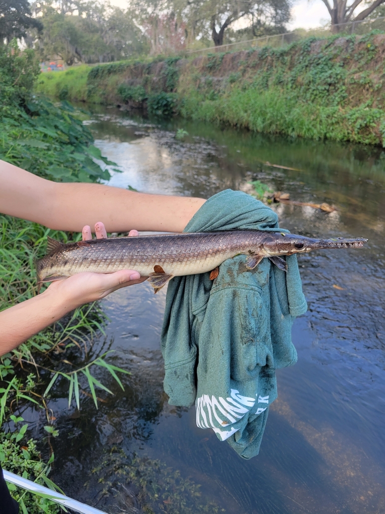 Florida Gar from Melbourne, FL 32901, USA on February 04, 2025 at 03:58 ...