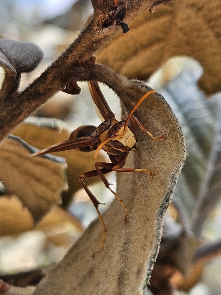 Horse Paper Wasp from 76879 Qro., México on February 2, 2025 at 11:49 ...
