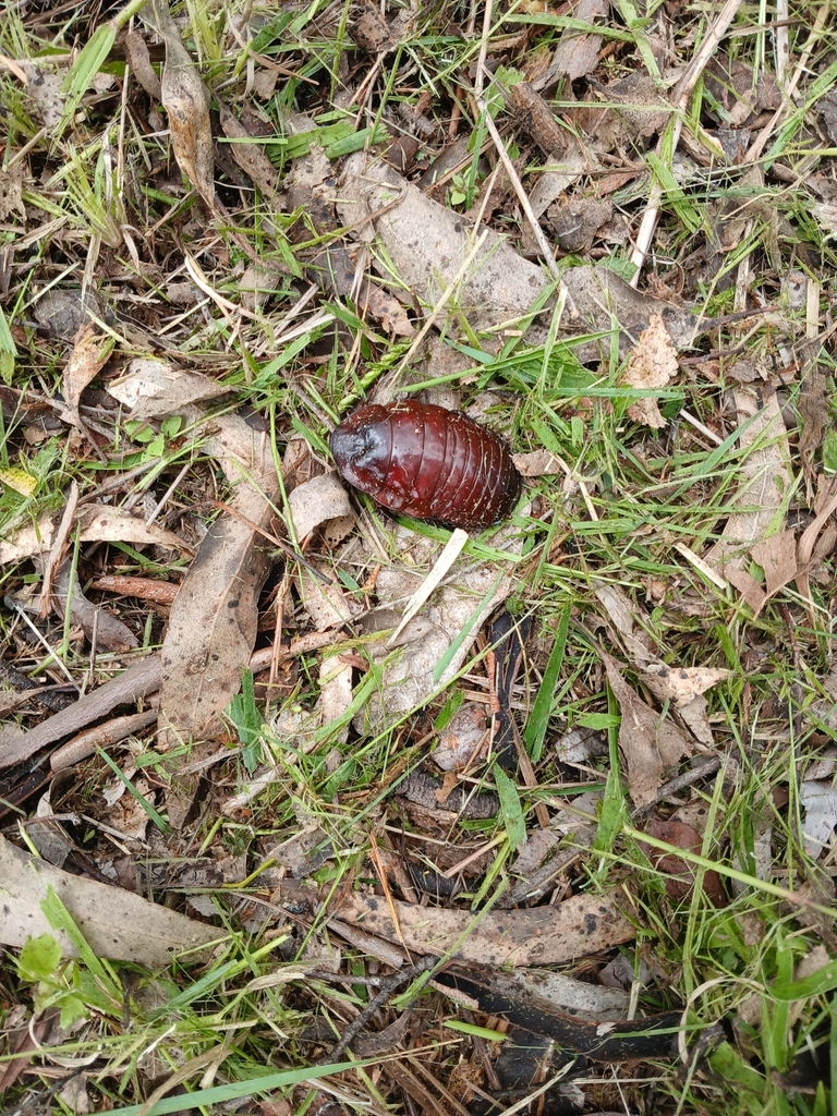 Giant Burrowing Cockroach from Watsonville QLD 4887, Australia on ...