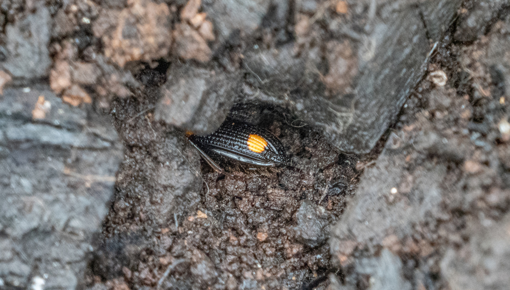 Yellow-spotted Ground Beetles from Carnarvon Park QLD 4702, Australia ...