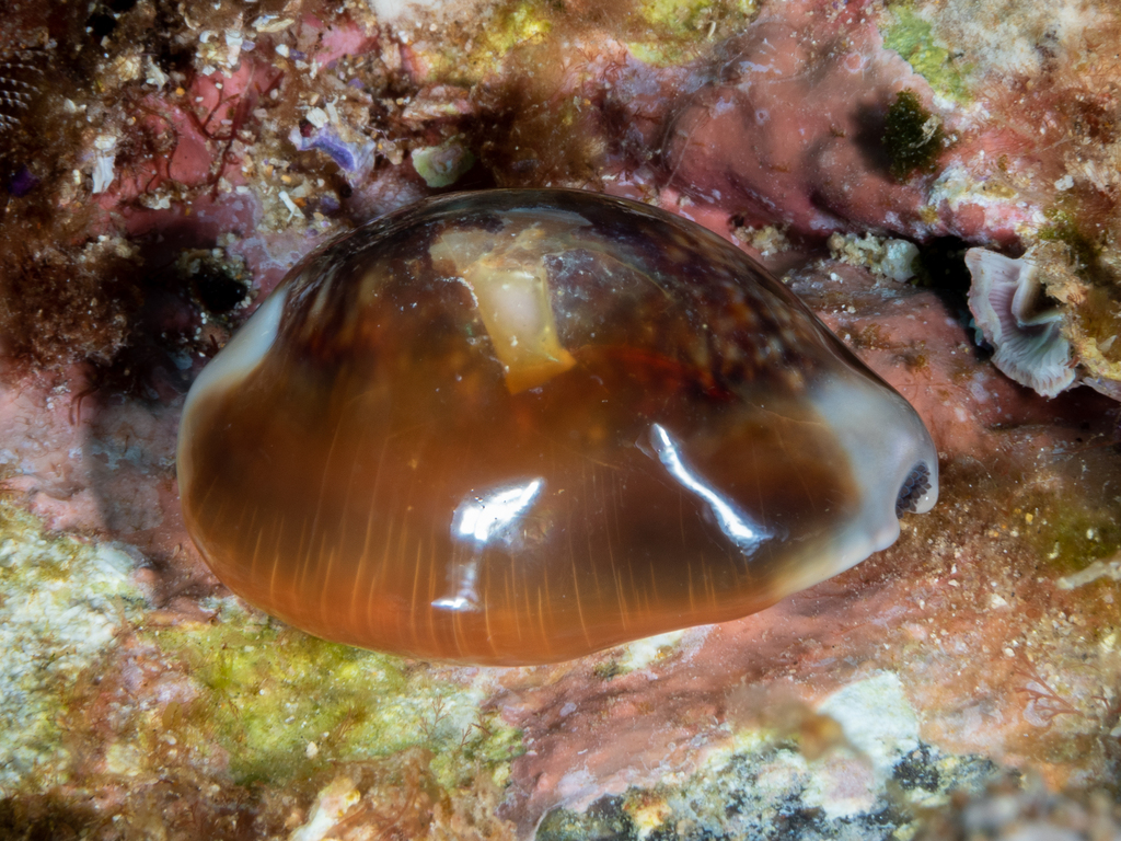 Snakehead Cowrie from New South Wales, Australia on February 08, 2023 ...