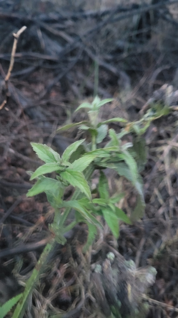 Mentheae from Anderson, CA 96007, USA on February 4, 2025 at 07:14 AM ...