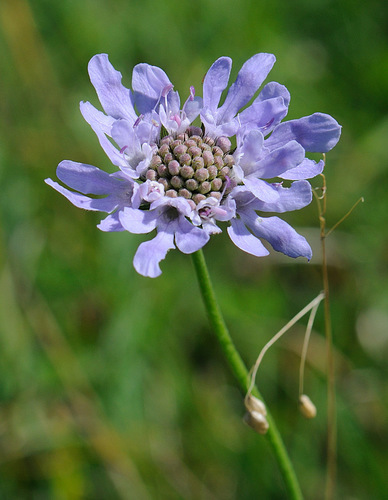 Small Scabious (Subspecies Scabiosa columbaria columbaria) · iNaturalist