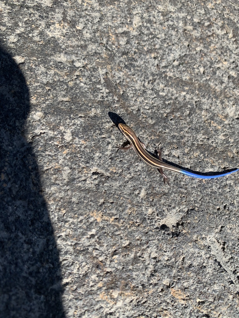 Western Skink from 4144 Crisp Canyon Rd, Los Angeles, CA, US on August ...