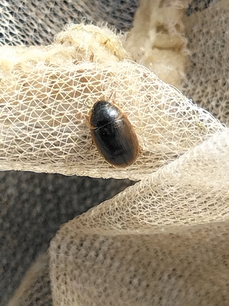 Enochrus simulans from 日本、〒910-2172 福井県福井市荒木新保町48−18−2 on July 17, 2022 ...