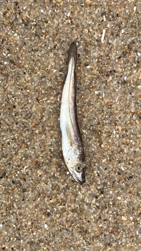 South African Hake (Merluccius capensis) · iNaturalist United Kingdom