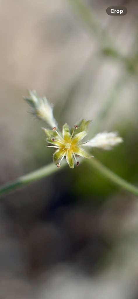 Scrub Buckwheat in February 2025 by Aiden Clark · iNaturalist