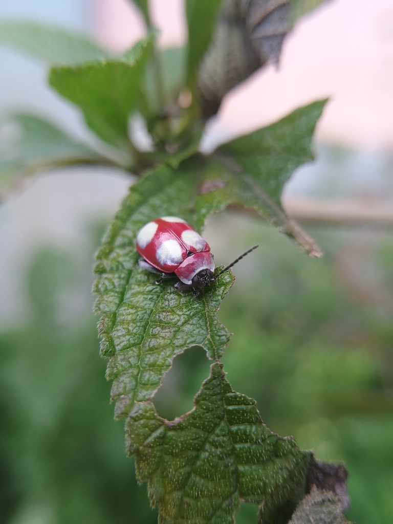 Alagoasa scissa from Jardim Guaripocaba, Santo André - SP, Brazil on ...