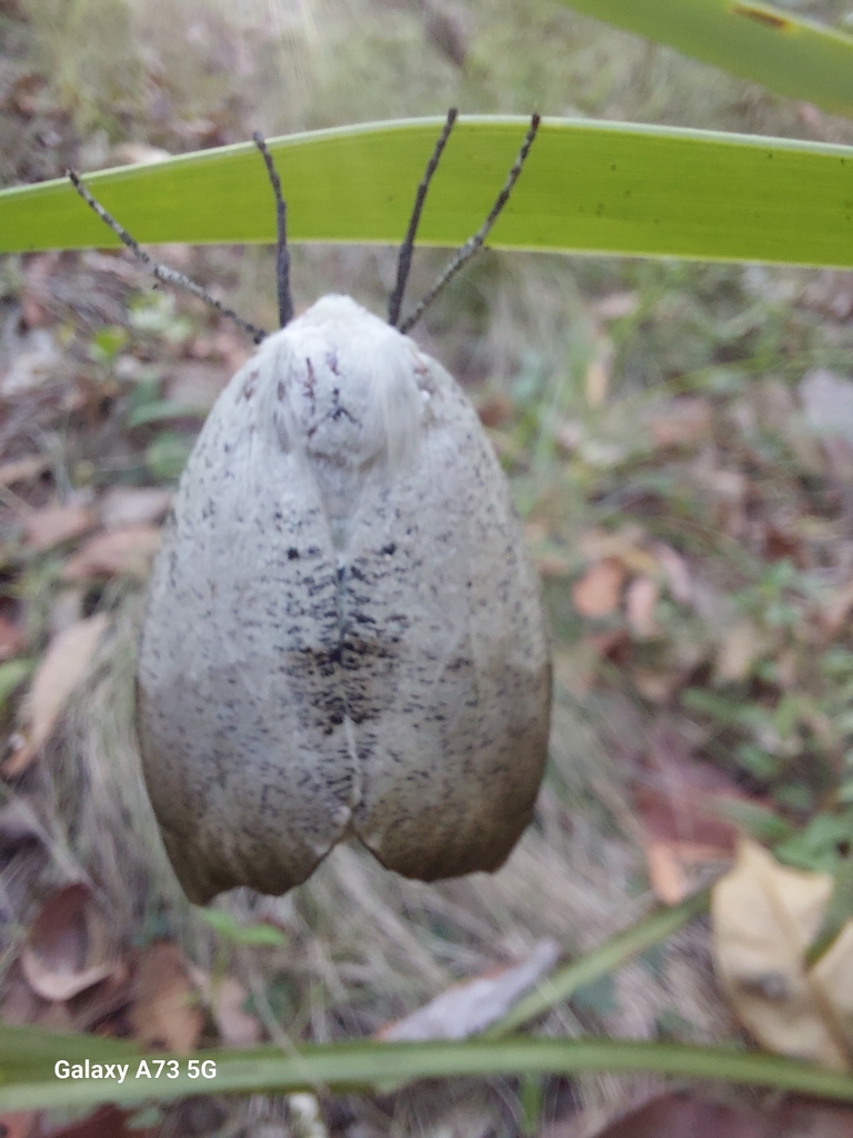 Fallen Bark Looper from Tathra NSW 2550, Australia on February 6, 2025 ...