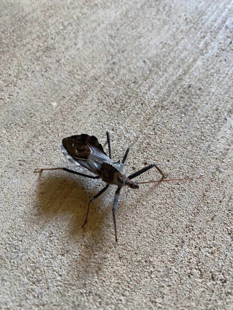 North American Wheel Bug from University of Central Oklahoma, Edmond ...