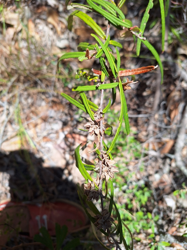 Rusty Velvet-bush from Bermagui NSW 2546, Australia on February 6, 2025 ...