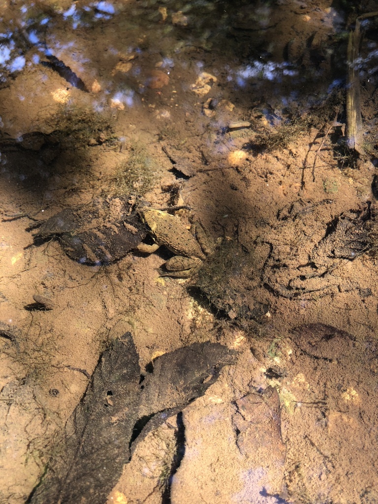 American Bullfrog from Indiana University, Bloomington, IN, US on ...