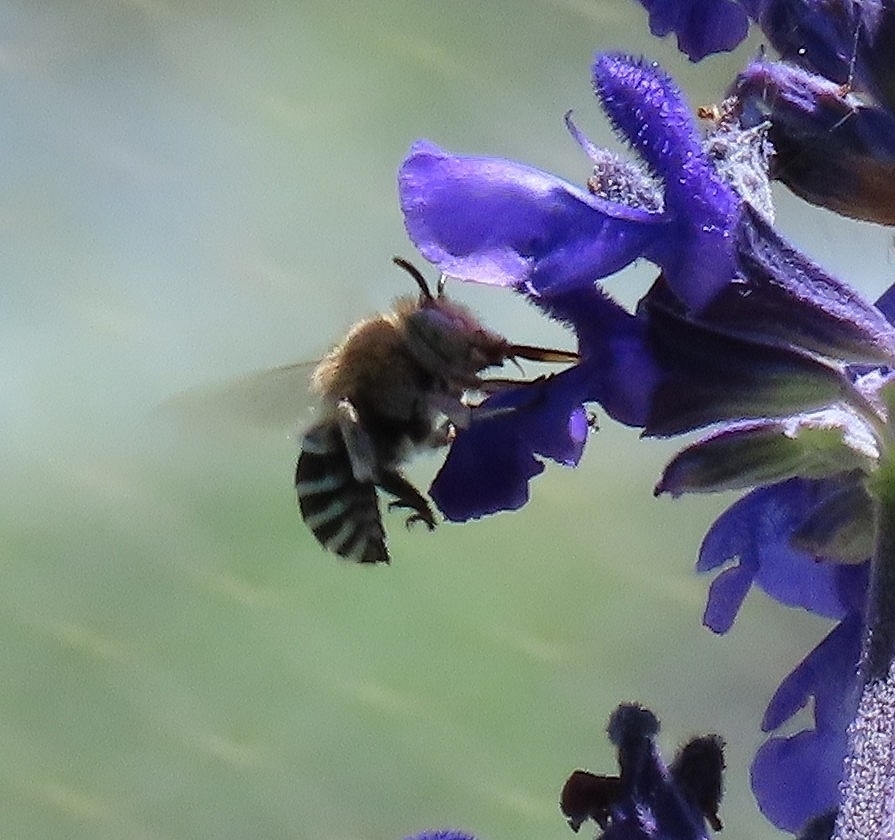 Blue-banded and Allied Digger Bees from Wallaga Lake NSW 2546 ...