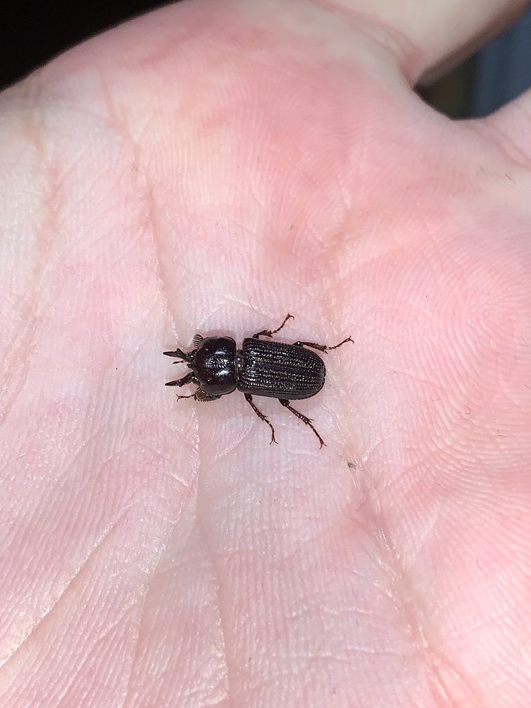 Syndesus cornutus in February 2025 by Ben Kurek · iNaturalist