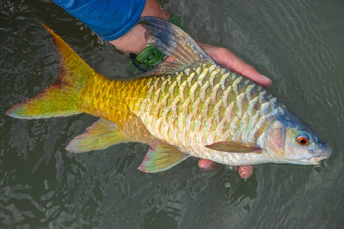 Labeobarbus macrolepis · iNaturalist