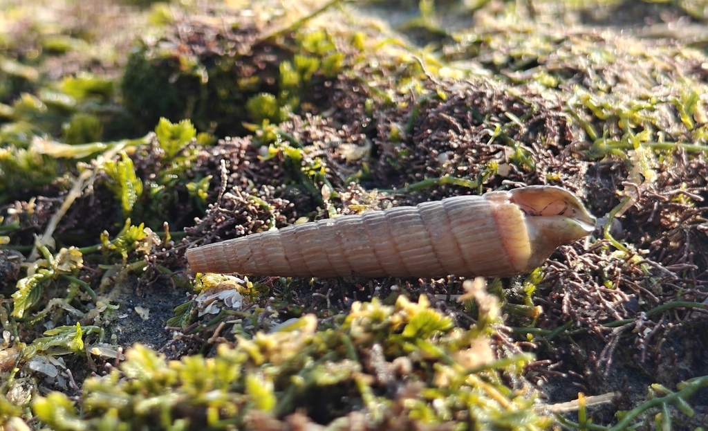 Auger Shells from YMCA building, Terrace, Kirlampudi Layout, Chinna ...